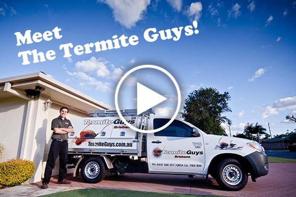 Your Termite Treatment And Inspection Specialists | Termite Guys Brisbane